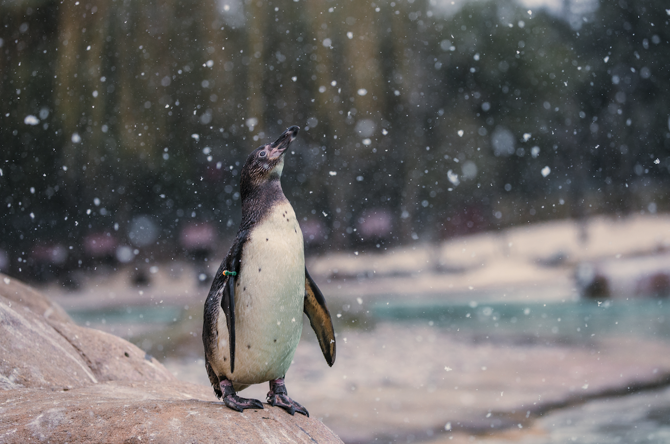 Penguins welcome freezing weather | Westminster Extra