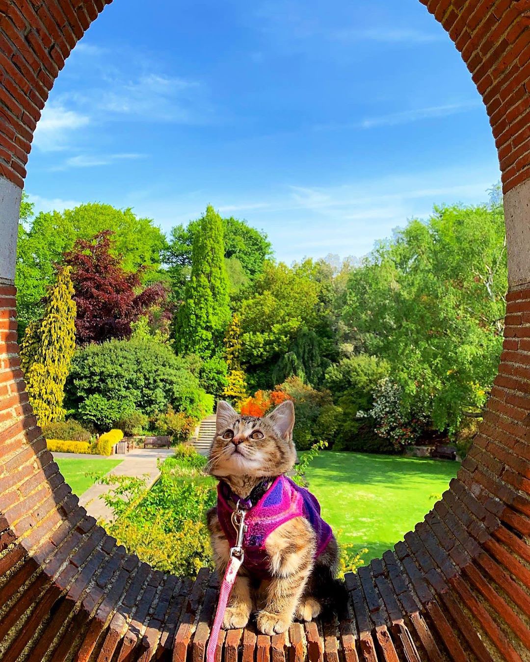 Feline blue? Kitten goes on city wide adventures for therapy cat ...