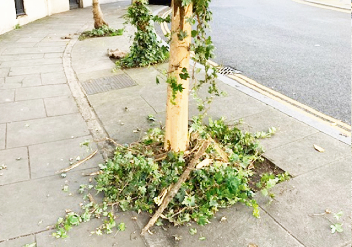 Our trees are under attack | Westminster Extra