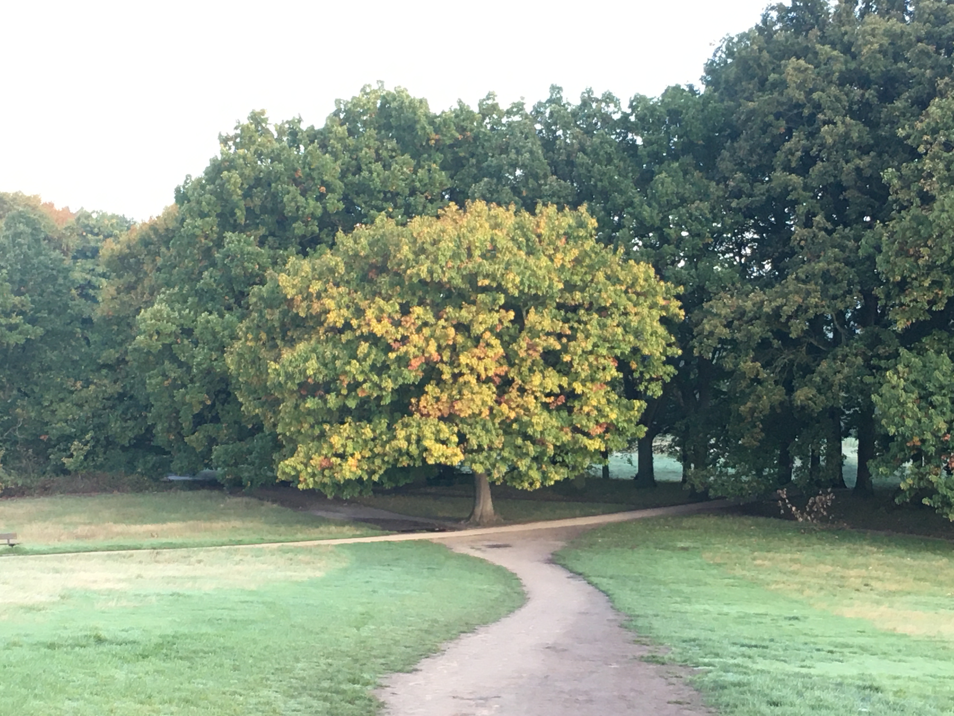 Write about your favourite tree… | Westminster Extra