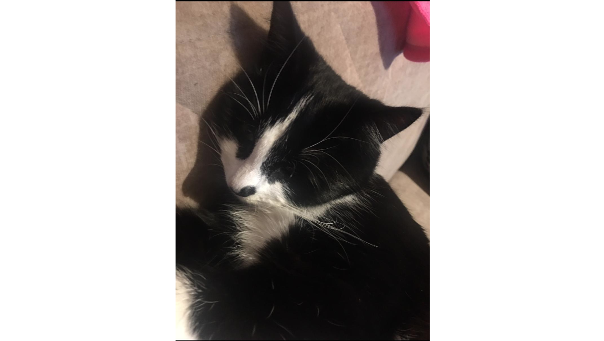 Search for Adolf the cat sparks row over pet's name | Westminster Extra