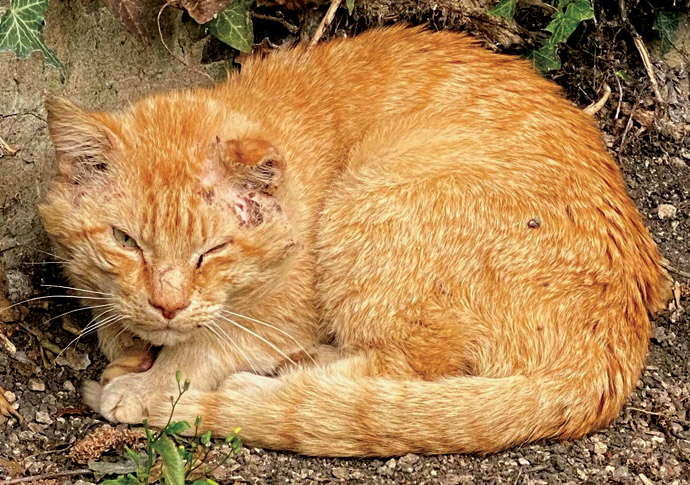 After 14 years missing, is this Apricot the cat? | Westminster Extra