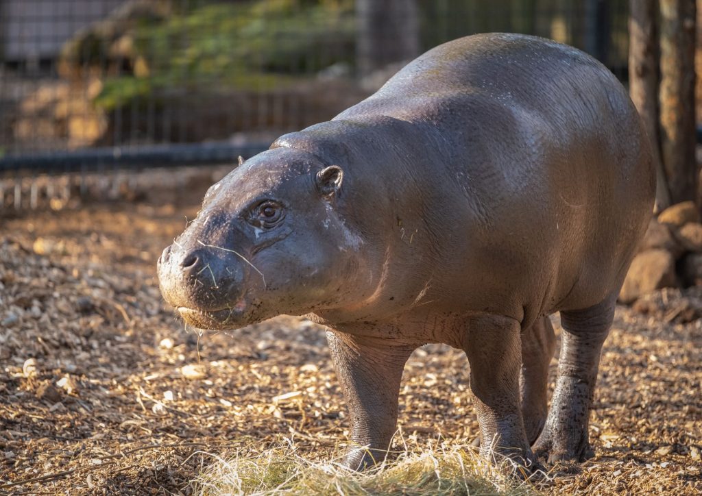 It's a bit warmer down here! Hippo moves from Edinburgh to London ...