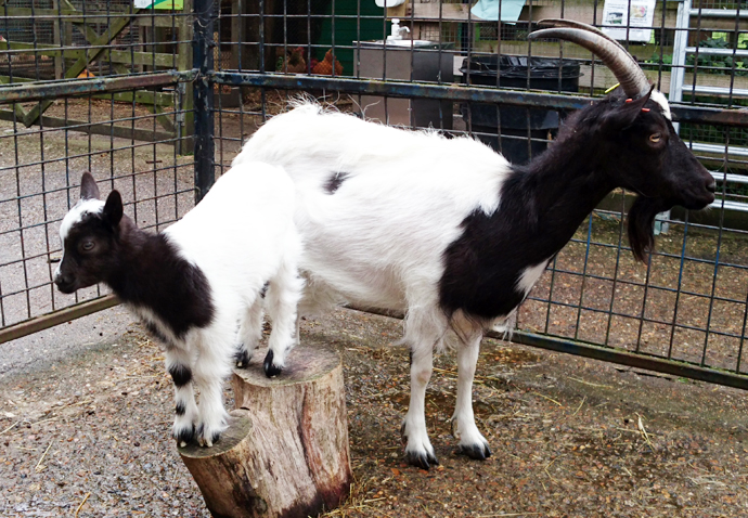 Rare goat in search of a name | Westminster Extra