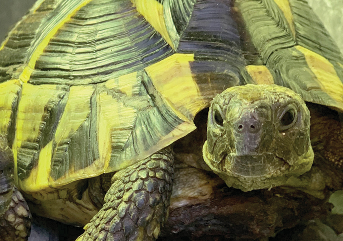 Shell and back: Tata the Tufnell Park tortoise is home at last ...